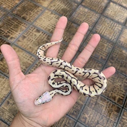 Jual ball python killer bee / ball python super pastel spider - Kab ...
