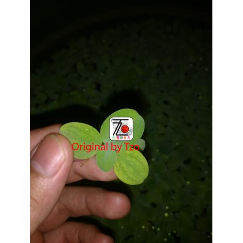 Jual Mini kapu-kapu / Mini Apu-apu / Mini tanaman kapu-kapu / Mini apu ...