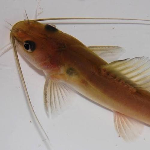 Jual Ikan Hias Bagrus Saniurus Flavus Hemibagrus Planiceps Catfish ...