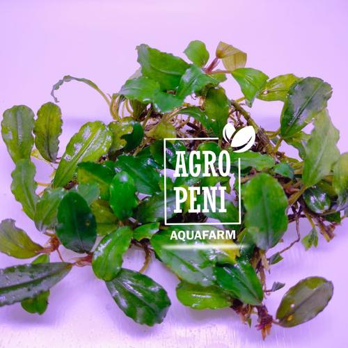 Jual Bucephalandra Brownie Helena Clump - Tanaman hias Aquascape ...