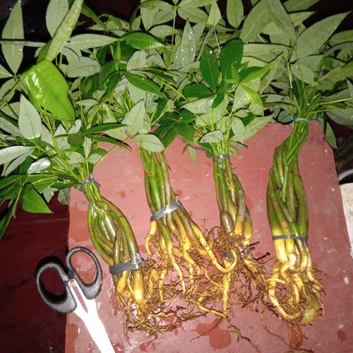 Jual tanaman hias pacira/pohon pachira kepang 12 - Kab. Bogor - Diary ...