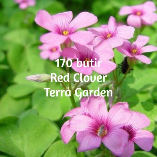Jual Biji Benih Bunga Red Clover Tanaman Hias seeds - Jakarta Barat ...