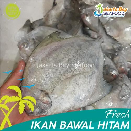 Jual Ikan Bawal Hitam 1Kg (2-4 ekor)/Bawal Laut/Bawal Hitam Segar Fresh ...