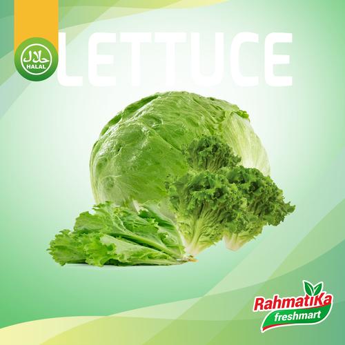 Jual Letus Segar / Lettuce Fresh / Letuce 1 Kg (Sayur Segar) - Kota ...