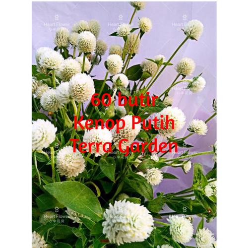 Jual Biji Benih Bunga Kenop Putih Gomphrena Bunga Kancing Tanaman Hias ...