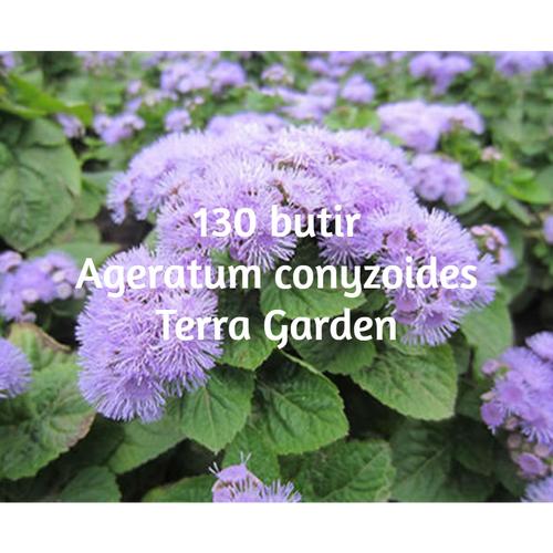 Jual Biji Benih Bunga Ageratum conyzoides Bunga Bandotan Tanaman Hias ...