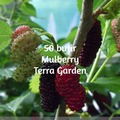 Jual Biji Benih Buah Mulberry Morus alba seeds - Jakarta Barat - Terra ...