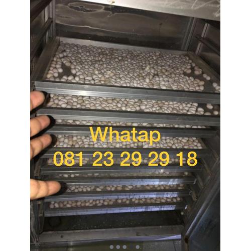 Jual Telur Walet - Kota Surabaya - PT. Koloni Walet Indonesia | Tokopedia