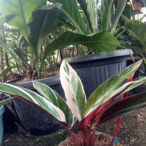 Jual tanaman hias calathea multi color/marantah/Meranti Bali/merahputih ...