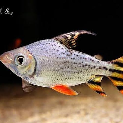 Promo Hiasan Aquarium Ikan Red Feifeng American Flag Tail Tankmate ...