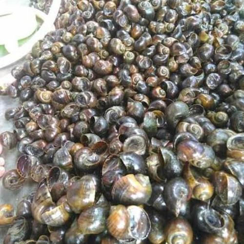 Jual keong sawah/keong mas - Jakarta Timur - fathan qoriib | Tokopedia