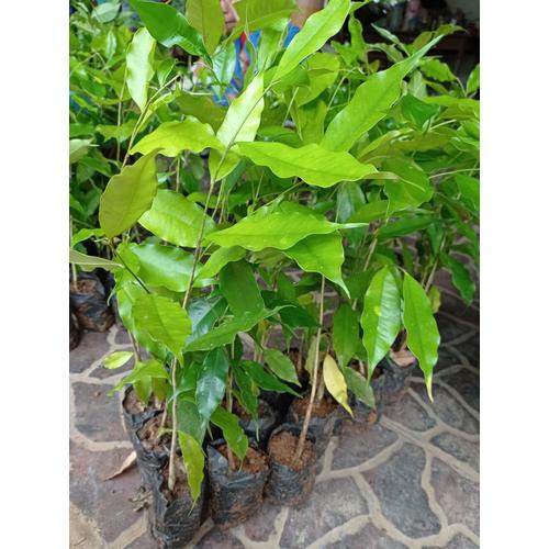 Jual Bibit Tanaman Gaharu Malacensis - Kualitas Super - Harga Nego ...
