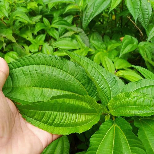 Jual daun pohpohan segar fresh - Kota Bandung - kebun herbal alami ...
