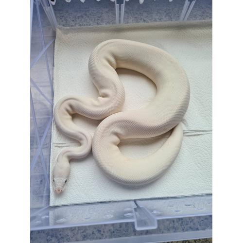 Jual ball python lucy indukan / ball phytonlucy / ballpython blue eyed ...