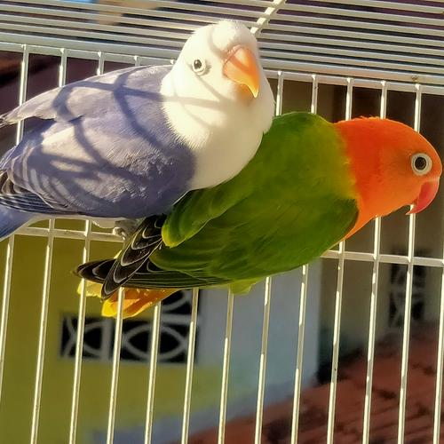 Jual BURUNG LOVEBIRD SEPASANG BIOLA GREEN DAN BIOLA VIOLET - Jakarta ...