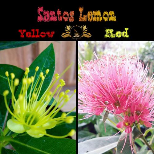 Jual PAKET 5 BUNGA SANTOS LEMON KUNING ATAU SANTOS LEMON MERAH - CUSTOM ...