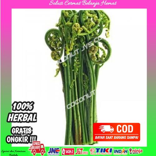 Jual pakis sayur segar atau pakis paku di jual per 1 kg - Kab ...