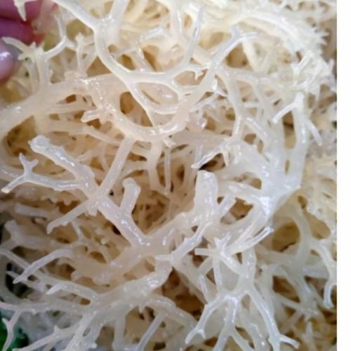 Jual Rumput Laut Segar - Jakarta Utara - up date import | Tokopedia