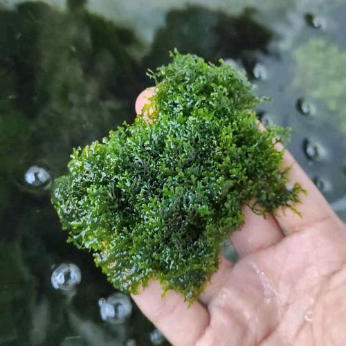Jual Moss ricardia mini bahan tanaman aquascape porsi mika 10x15 - Kab ...