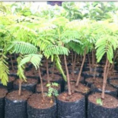 Jual Bibit Tanaman Lamtoro / Petai China - Jakarta Timur - Bursa ...