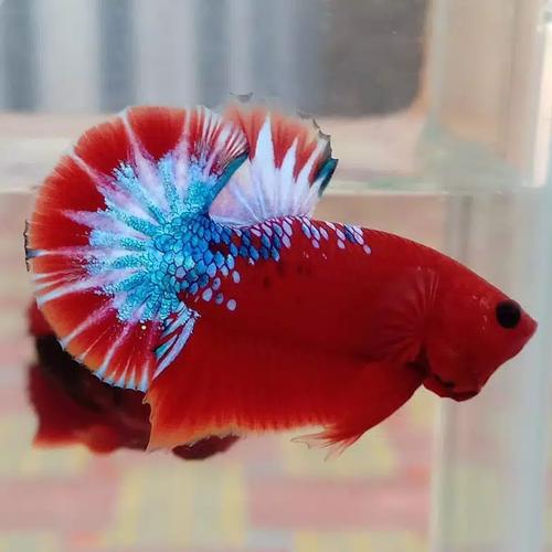 Jual ikan cupang Male fml Hellboy line Thailand size m - fml betina ...