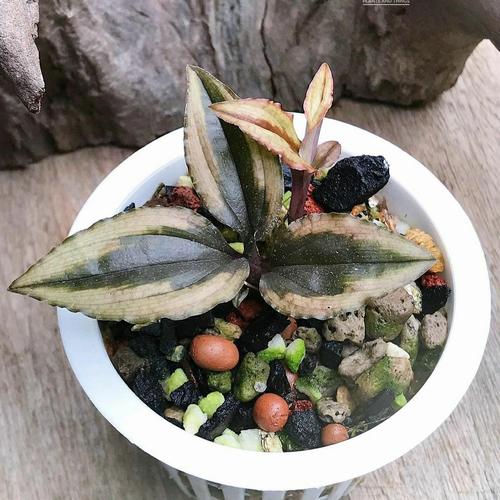 Jual Tanaman Hias Jewel Orchid - Malaxis Calophylla - Tanaman Hias ...