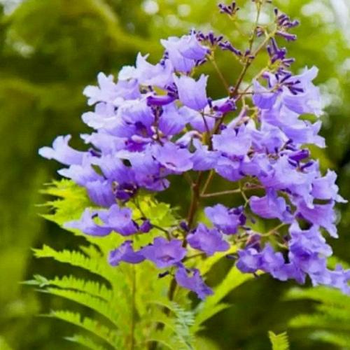 Jual Pohon pelundung jacaranda tinggi 3 meter - Kab. Bogor - Taman alamm | Tokopedia