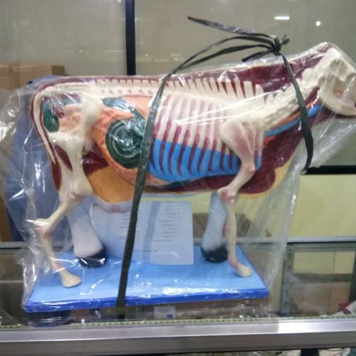 Jual MODEL SAPI - ALAT PERAGA - TORSO - Kota Bekasi - mitraalatperaga ...