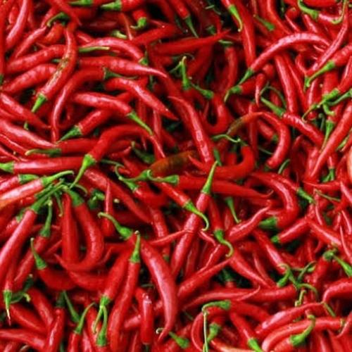 Promo CABE MERAH BESAR 250gr / SAYURAN SEGAR - 100 gram - Kota Surabaya ...