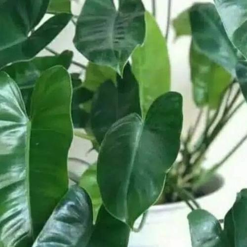Jual Philo burlemak burle marx philodendron brekele - burle marx - Kota ...