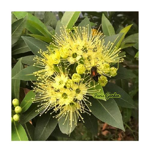 Jual TANAMAN BUNGA SANTOS LEMON KUNING TINGGI +30 CM - BUNGA ...