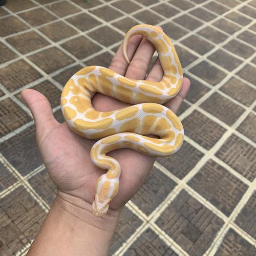 Jual ball python albino/ piton regius albino / royal python albino ...