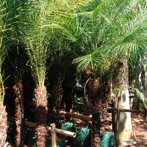 Jual pohon palem phoenix Berbagai Ukuran - Kab. Bogor - Green Nursery 1 ...