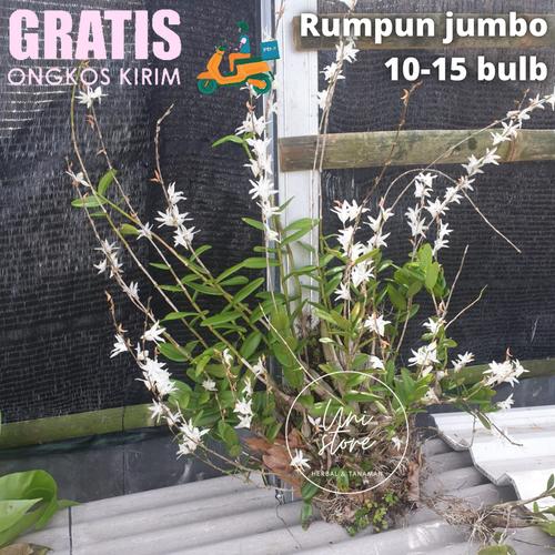 Jual Anggrek merpati rumpun jumbo 10 - 15 bulb (Dendrobium Crumenatum ...