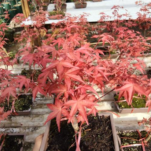 Jual pohon red maple japanese - Kab. Bogor - Green Nursery 1 | Tokopedia