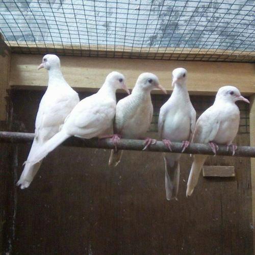 Jual Perkutut putih lokal mata merah - Kota Depok - Shafwan Poultry ...