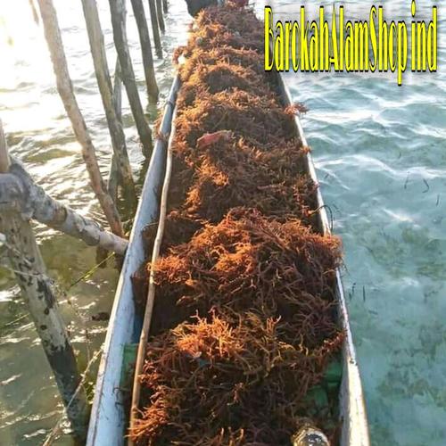 Jual RUMPUT LAUT MERAH SEGAR 1KG HERBAL TRADISIONAL - Kab. Pangandaran ...