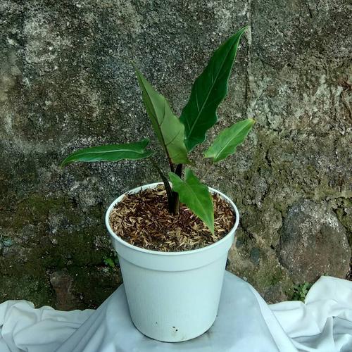 Jual caladium keris papua/keladi keris Papua - dewasa100meter - Kota ...