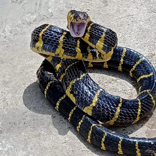 Jual Ular Boiga / ular cincin emas medium venom - Kuning, medium - Kab ...
