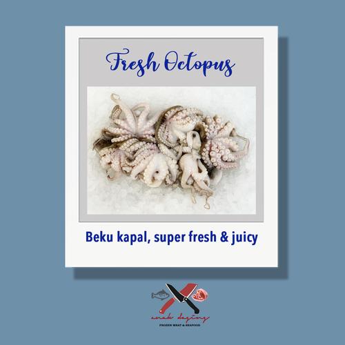 Jual Fresh Baby Octopus - Frozen Vacuum Pack / Baby Octopus Beku Kapal ...