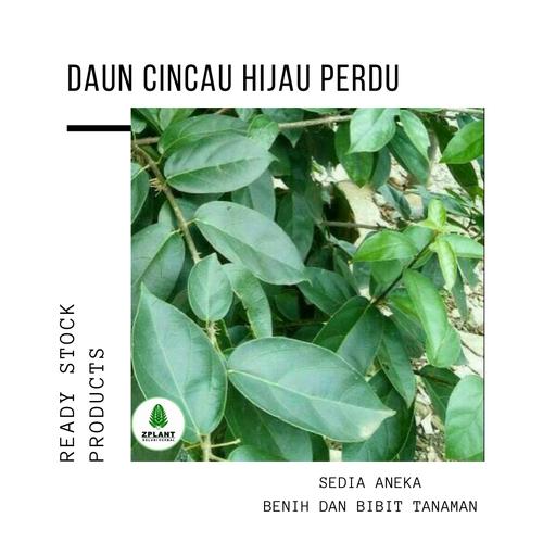 Jual Daun Cincau Hijau 250 gr | Cincau Perdu Tawulu Taulu Segar Fresh ...