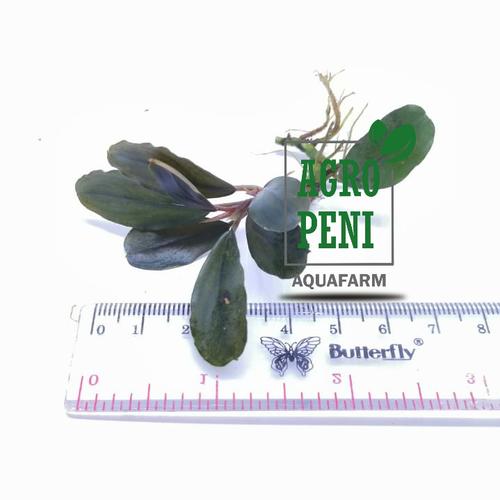 Jual Bucephalandra pcs solid blue melawi - tanaman hias aquascape ...