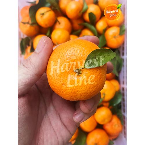 Promo Jeruk Shantang Santang Daun Import Impor 500 gram - Kab ...