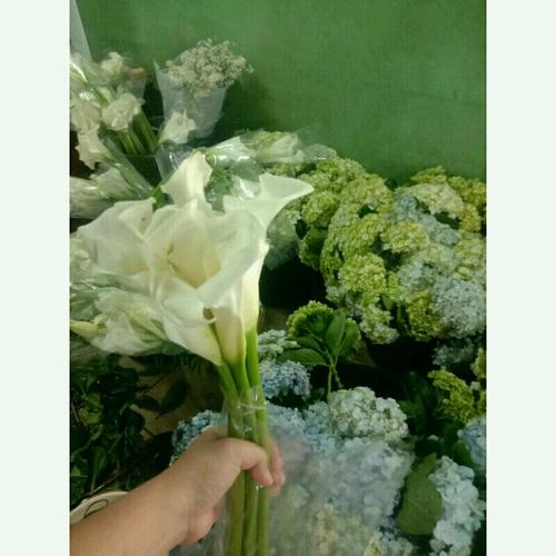 Jual Bunga calla Lily 5 tangkai asli segar - Jakarta Barat - Cantika ...