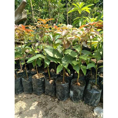 Jual Bibit Tanaman Buah Alpukat Merah / Red Vietnam - Kab. Kediri ...