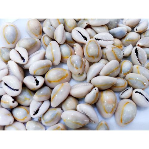Jual Biji Congklak 100 Pcs / Bahan Kerang Asli - Jakarta Utara - Sejati ...