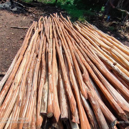 Jual kayu dolken puspa / medang diameter 4/5/6 panjang 4m - Jakarta ...