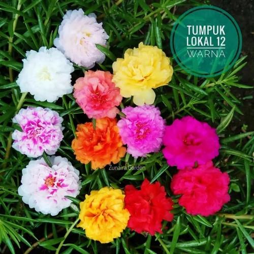 Jual 12 pohon bunga sutra bombay.bunga jam 8 - Kab. Bogor - taman ...