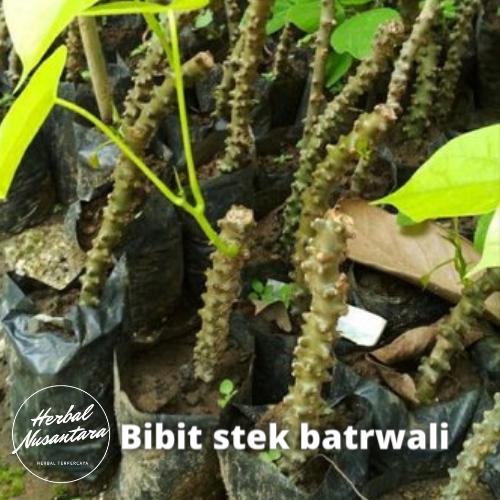 Jual Bibit stek batrawali 25cm Brotowali pahit obat herbal sapih asi ...