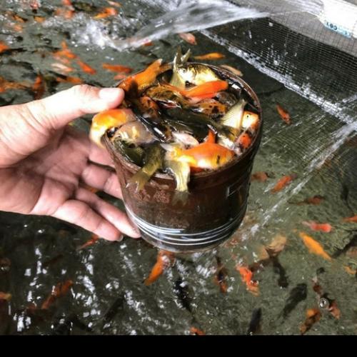 Jual Anakan Ikan Mas / Ikan Mas Kecil Ukuran 1 Liter Pakan Ikan ...